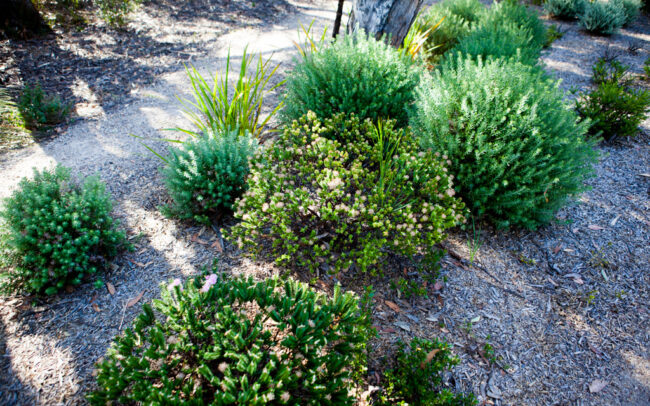 bush garden - Ocean Road Landscaping in Geelong & Surf Coast