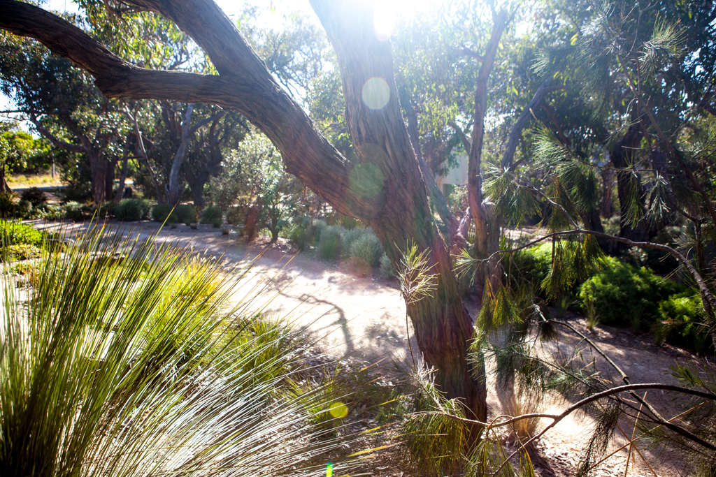 bush garden - Ocean Road Landscaping in Geelong & Surf Coast
