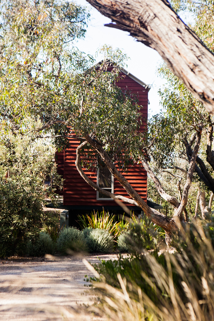 bush garden - Ocean Road Landscaping in Geelong & Surf Coast