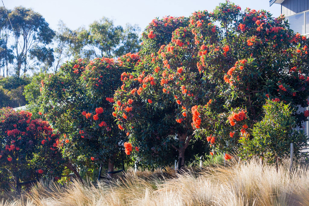 anglesea landscape - Ocean Road Landscaping in Geelong & Surf Coast