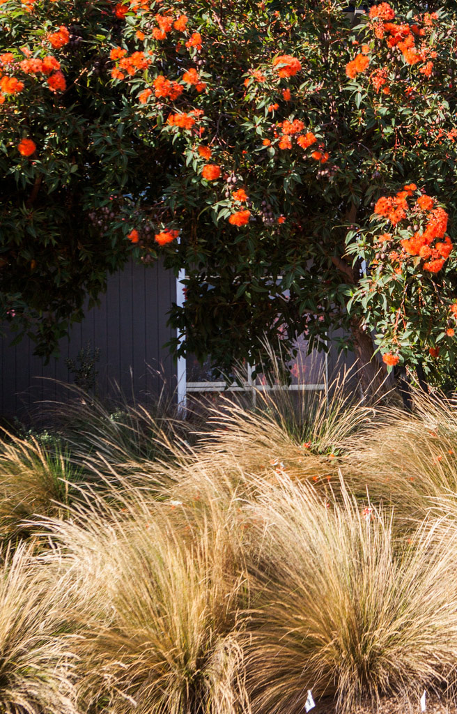 anglesea landscape - Ocean Road Landscaping in Geelong & Surf Coast