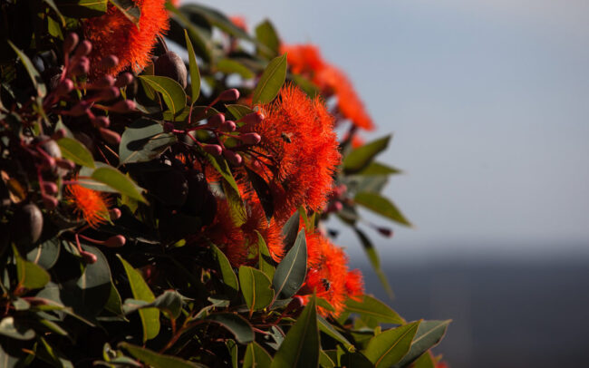 anglesea landscape - Ocean Road Landscaping in Geelong & Surf Coast